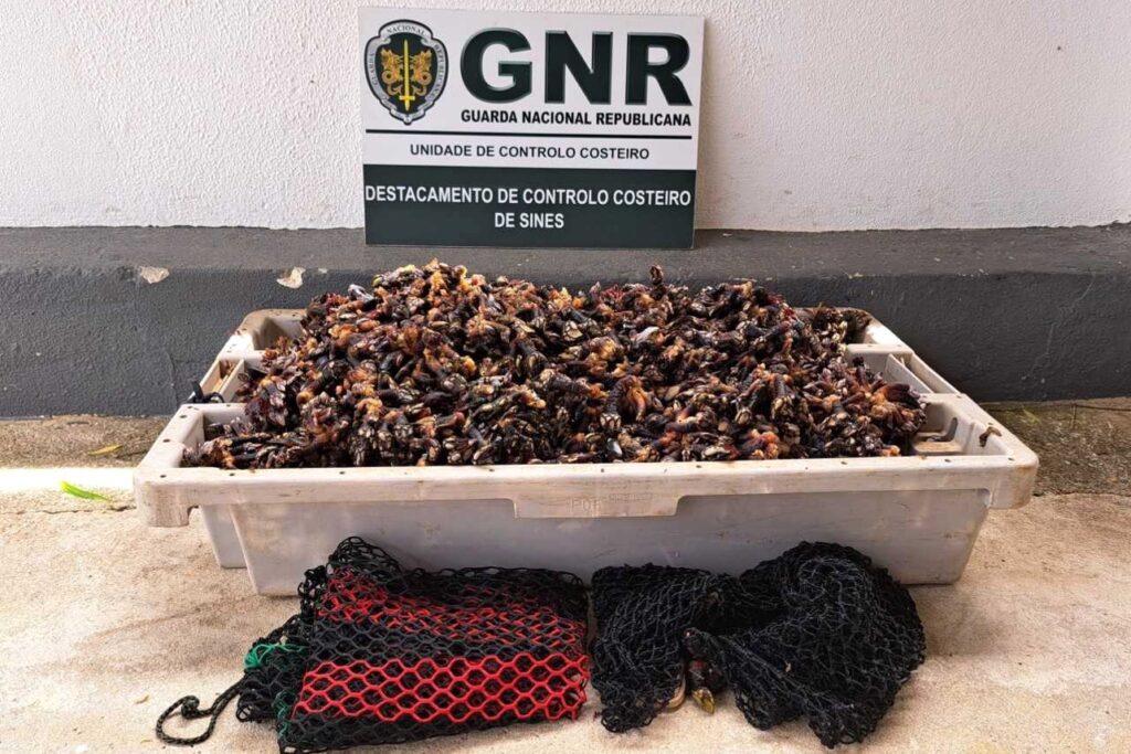 Apreendidos mais de 30 quilos de perceves em Aljezur - Postal
