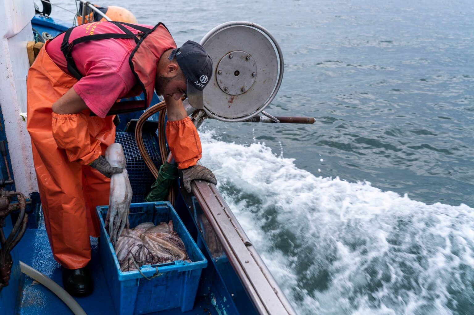 Plano de gestão da pesca do polvo no Algarve entra em vigor esta terça ...