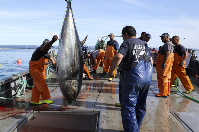 Campanha de pesca do atum-rabilho começa com a captura de 100 ...