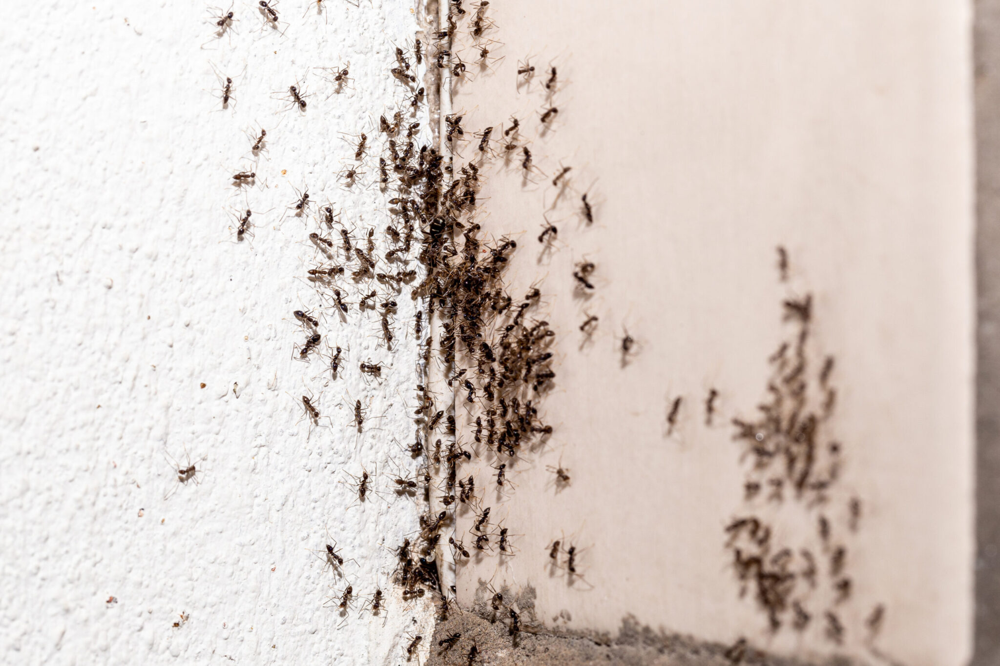 Formigas a invadir a sua casa? Veja como acabar com a praga sem ...