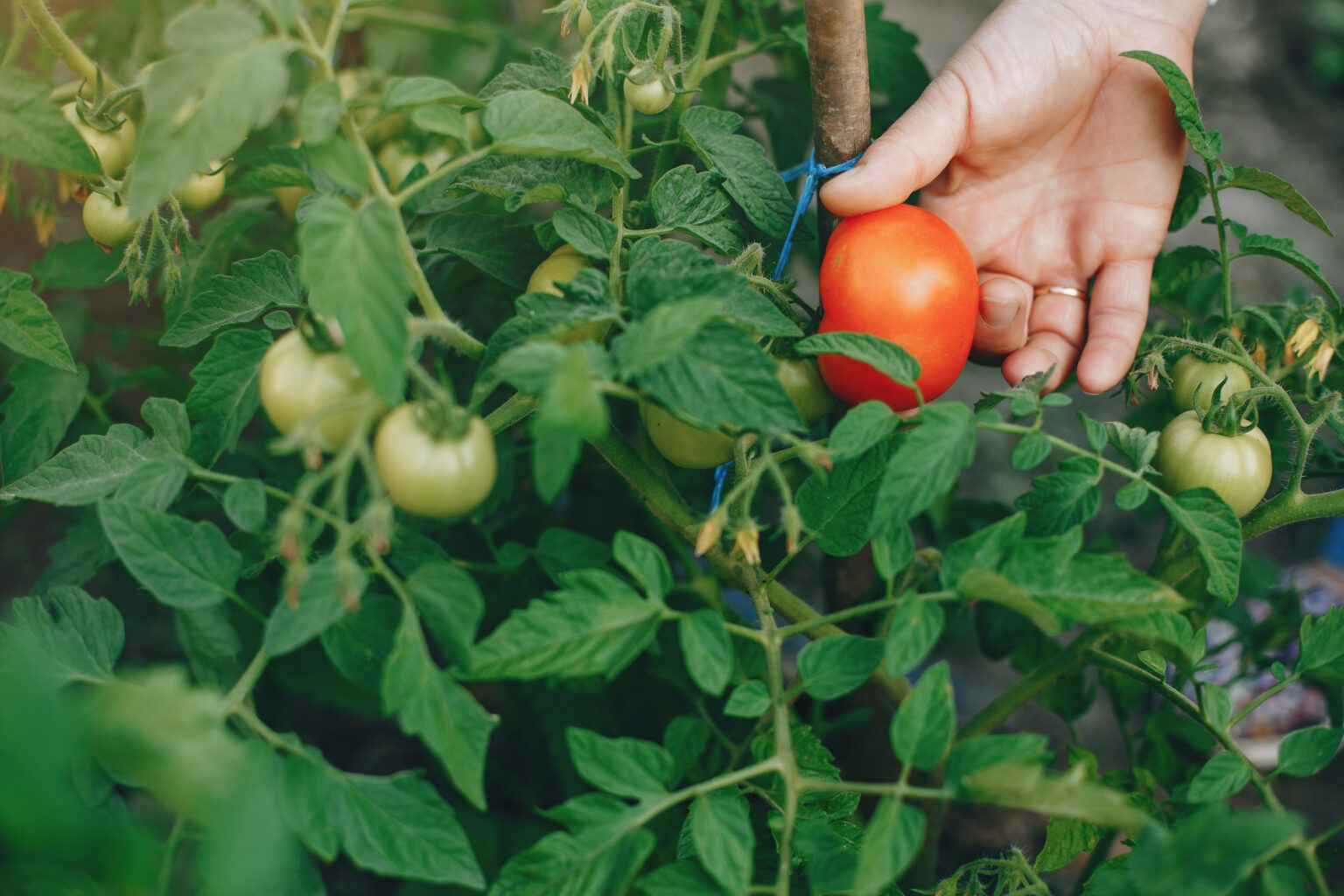 'Truque' para hortas caseiras: esta é a planta que deve cultivar ao pé ...