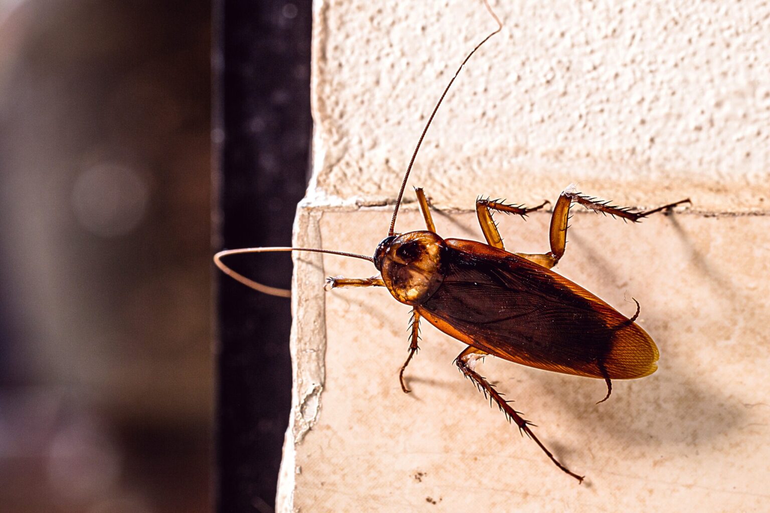 Espanhóis 'preocupados' com barata voadora ‘gigante’ vinda da América ...