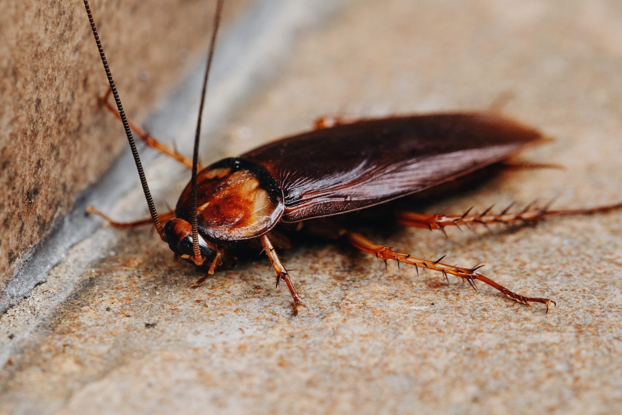 Espanhóis alertam para barata voadora ‘gigante’ vinda da América que já ...