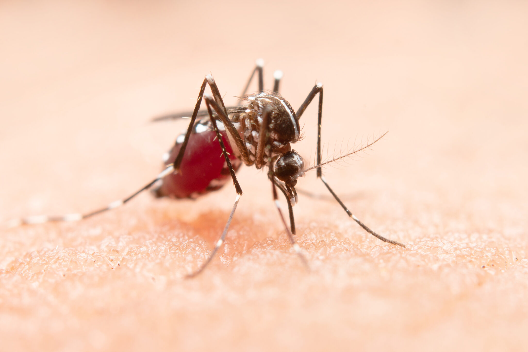 Alerta nacional: mosquito que transmite dengue já chegou a novos ...