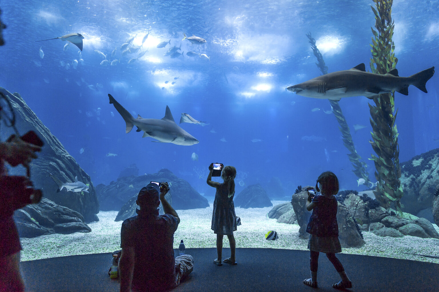 Dia da Mãe assinalado com descontos no Oceanário de Lisboa - Postal